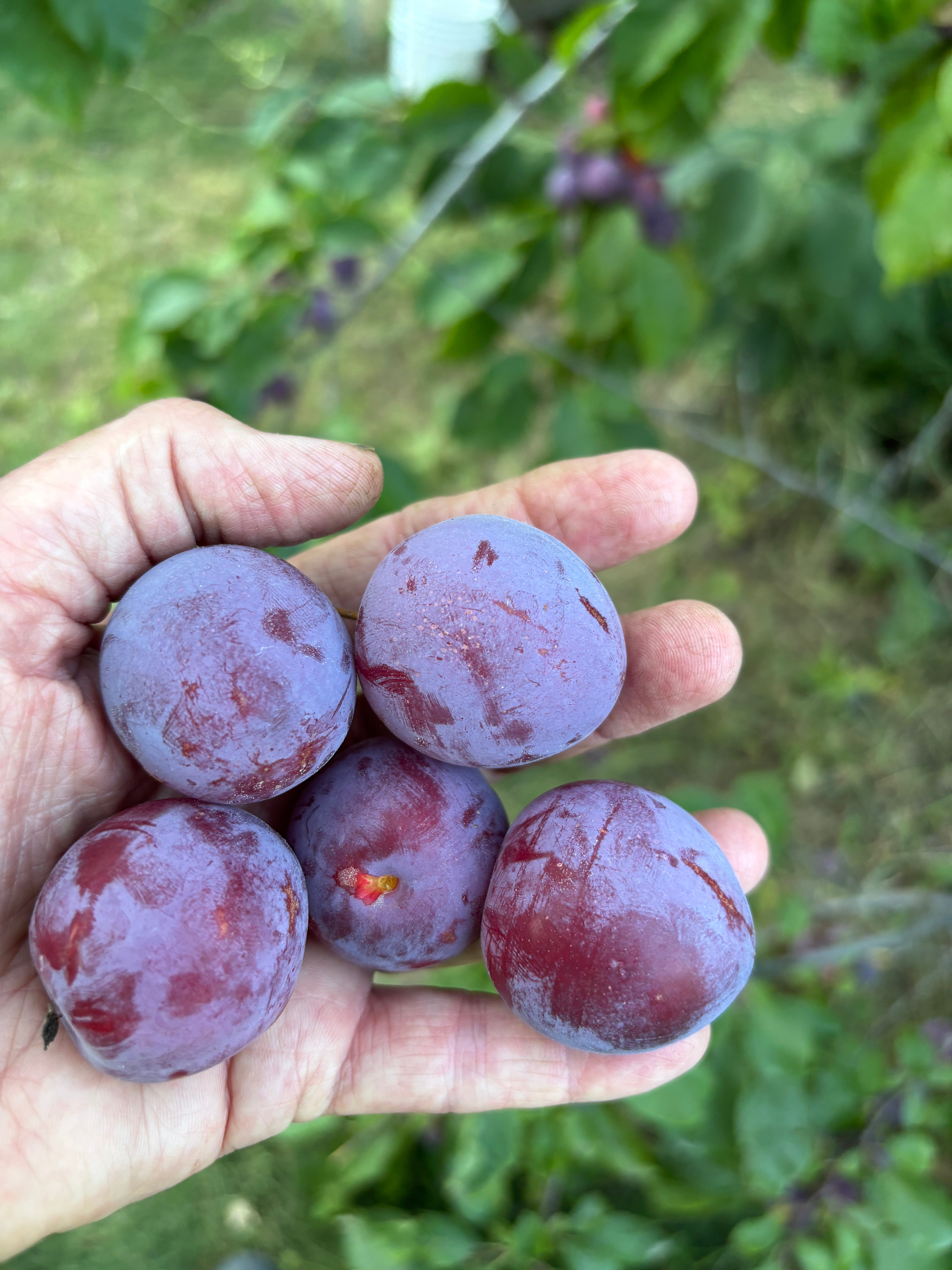 Plum -Pembina – DNA Gardens